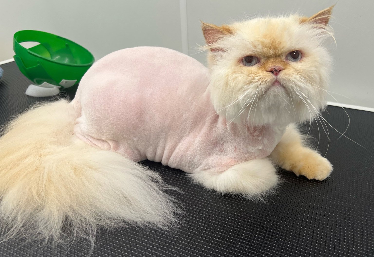 Cat Grooming Doggie Styles Mobile Pet Grooming Cat Grooming Doggie Styles Mobile Pet Grooming