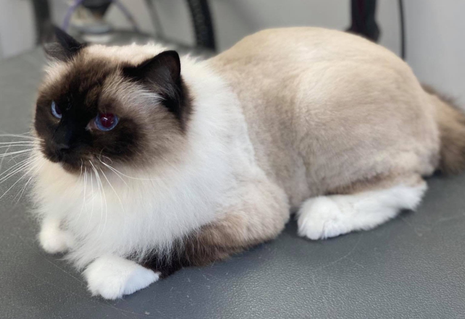 Cat Grooming Doggie Styles Mobile Pet Grooming Cat Grooming Doggie Styles Mobile Pet Grooming
